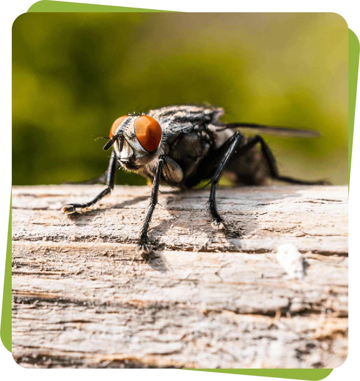 Learn about House Flies | Giridhar Pai Associates